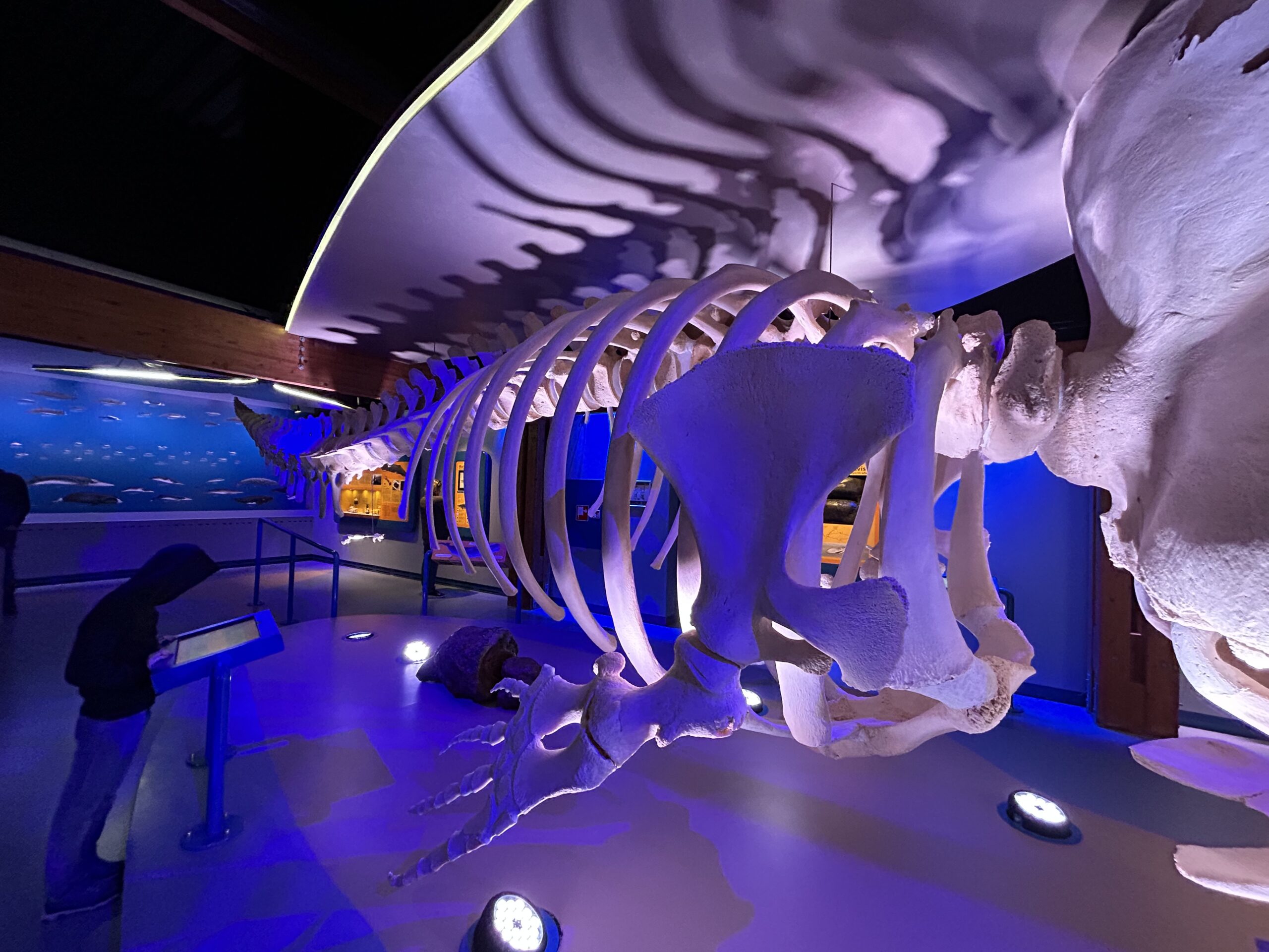 Ecomare Nature Museum, Aquarium & Sanctuary